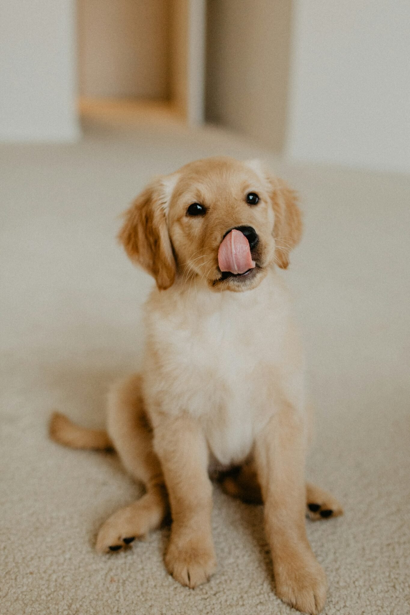 Are Golden Retrievers Easy to Train? A Guide for New Owners