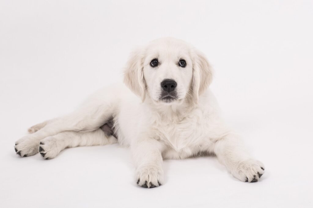 The Red Golden Retriever: A Unique Twist on a Beloved Breed