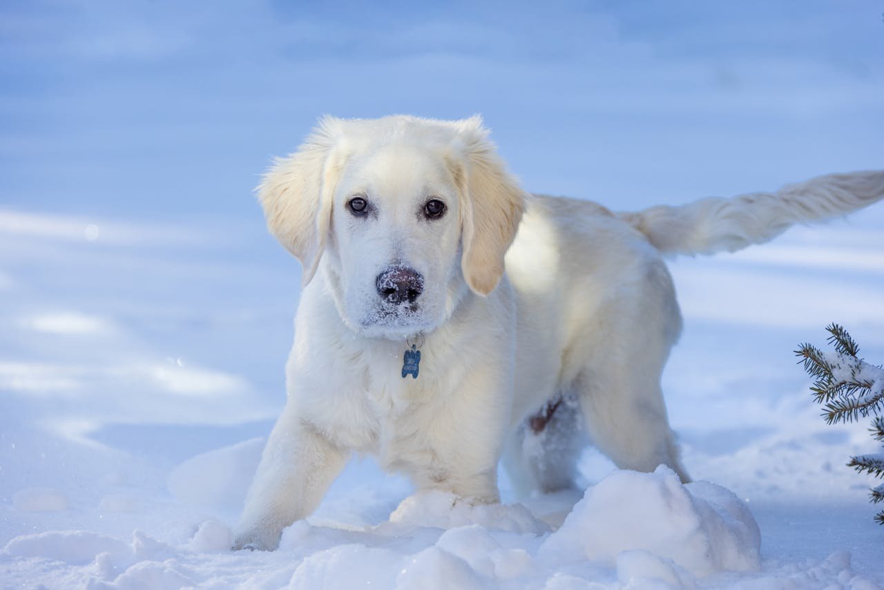 English Cream Golden Retrievers Explained: Temperament, Care & What ...