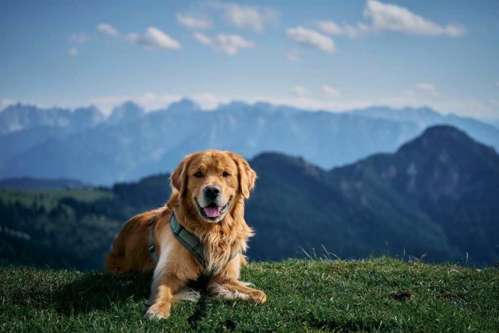 Dog Friendly Vacations in Europe: 25 Pawsome Getaways for You and Your ...