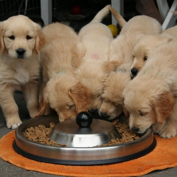 The Ultimate Golden Retriever Grooming Guide: Keep Your Pup Healthy ...
