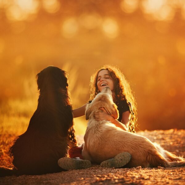 The Red Golden Retriever: A Unique Twist on a Beloved Breed
